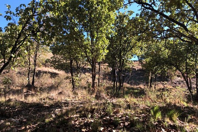 Epic MTB ride at Guadalajara forest. - An In-Depth Look at the Guadalajara MTB Experience