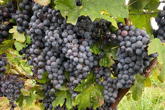 Epic Wine and Waterfall Tour - Final Thoughts