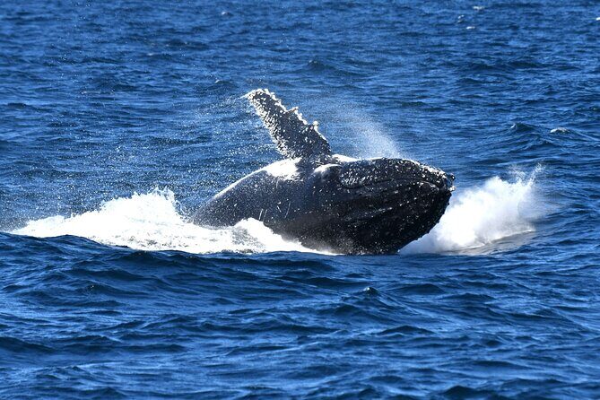 Escape Sydney: Sea Cliff Bridge, Wildlife, Kiama Coast Private - The Sum Up