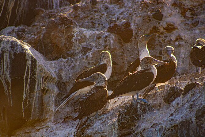 Espíritu Santo and Balandra Beach Combo Tour: Sea Lion Snorkeling - Media and Memories