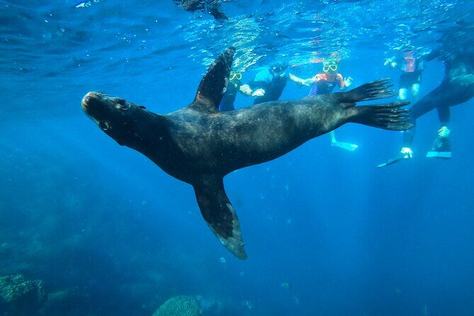 Espiritu Santo Island and sea lions - Authentic Encounters & Tips from Reviewers