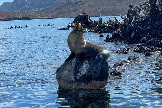 Espiritu Santo Island and sea lions - Frequently Asked Questions