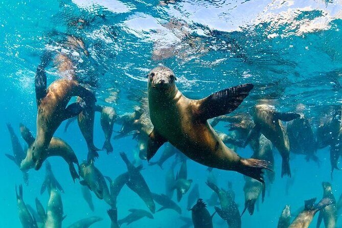 Espiritu Santo Island Combo: Sea Lions and Paddleboard 1 to 6 Private Group - Exploring Espiritu Santo Island: An In-Depth Look