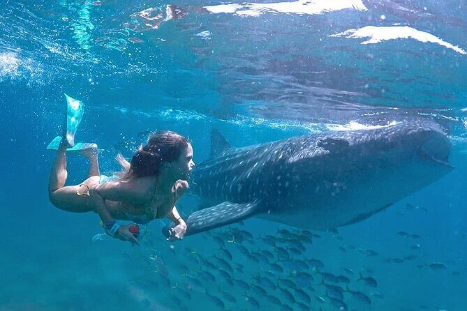 Espíritu Santo Island: snorkel SEA LIONS and Balandra Small Group - An In-Depth Look at the Tour Experience