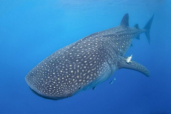 Espíritu Santo Island: snorkel SEA LIONS and Balandra Small Group - FAQs