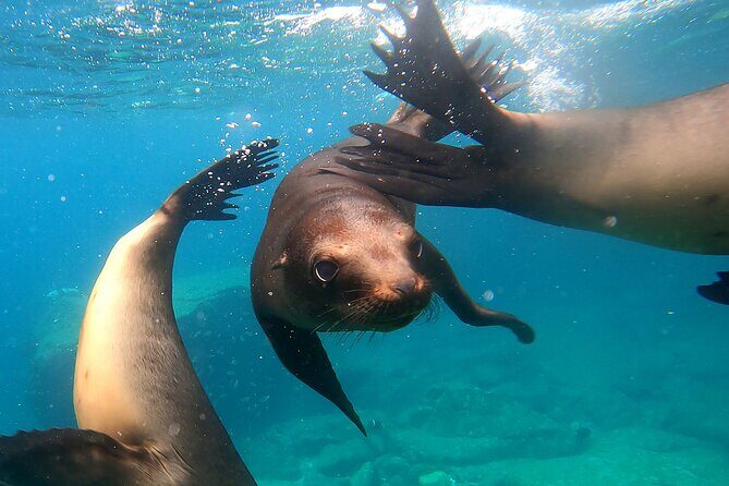 Espiritu Santo Island: Snorkel, Wildlife and Beach - An In-Depth Look: What to Expect from the Tour