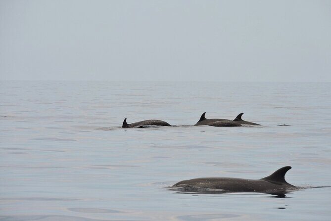 Espiritu Santo Island: Snorkel, Wildlife and Beach - Lunch and Beach Time