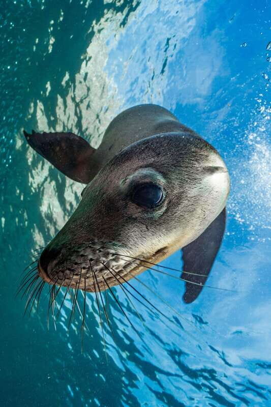 Espiritu Santo Island: Snorkeling Sea Lion Adventure - Exploring the Island