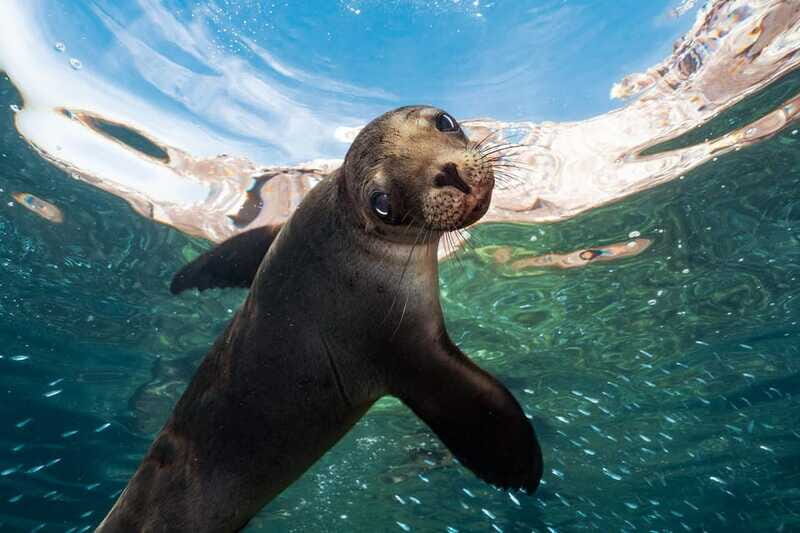 Espiritu Santo Island: Snorkeling Sea Lion Adventure - Who This Tour Is Best For