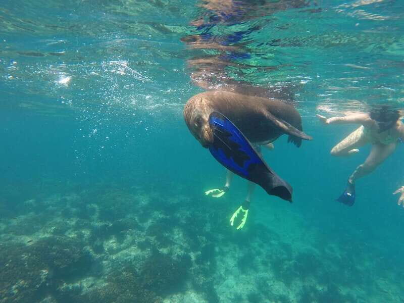 Espiritu Santo Snorkeling and Sea Lion Adventure - The Experience in Detail