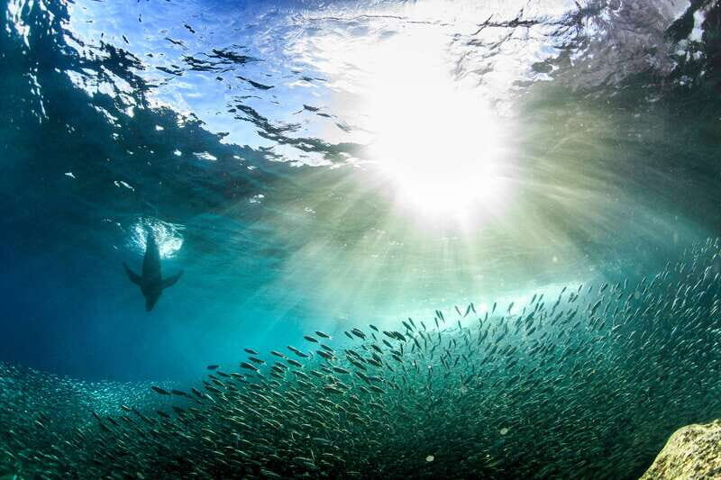 Espiritu Santo Snorkeling and Sea Lion Adventure - FAQs