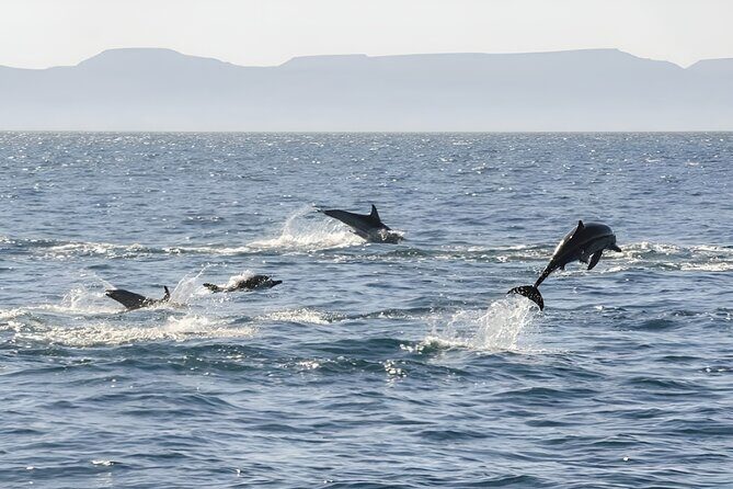 Espiritu Santo Wildlife Expedition and Snorkeling Tour (Private) - Why Choose This Tour?