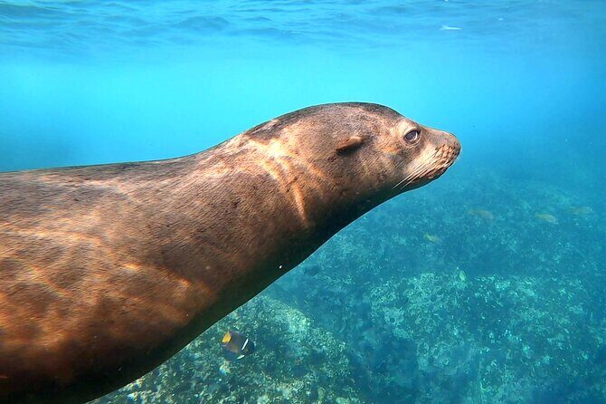 Espiritu Santo Wildlife Expedition and Snorkeling Tour (Private) - FAQs