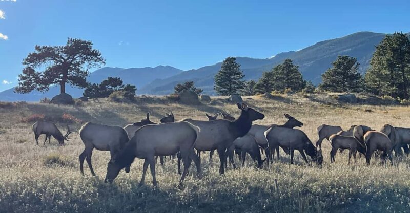 Estes Park: Guided Elk Rut Tour - An Honest Look at This Unique Rocky Mountain Experience