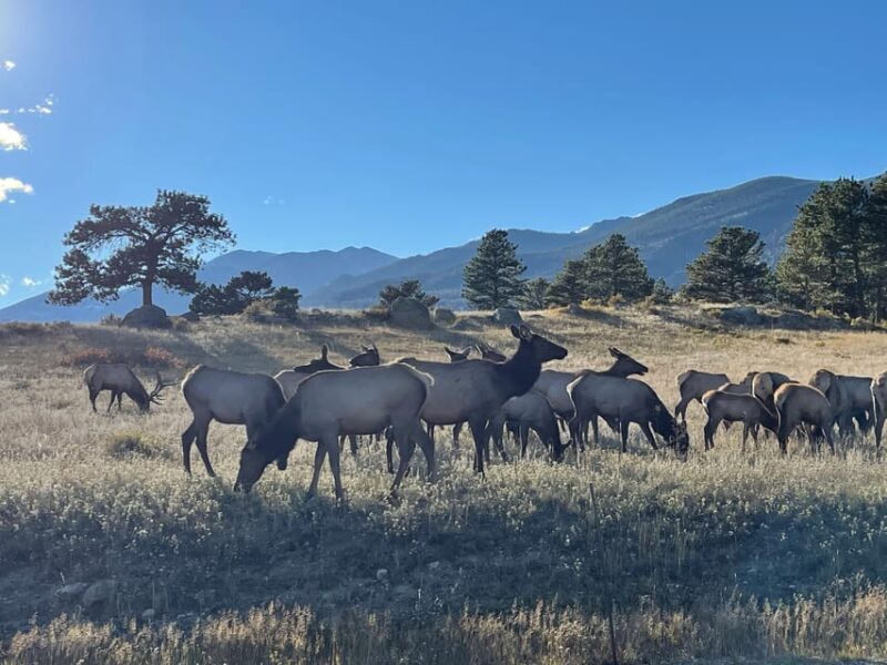 Estes Park: Guided Elk Rut Tour - Who Should Consider This Tour?