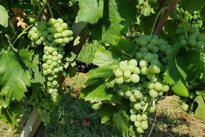 Etna DOC & Organic Wine tasting and tour of the 1815 historic winery - FAQ Section