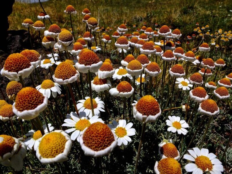 Etna Southern Slope Guided Easy Trek - Final Thoughts