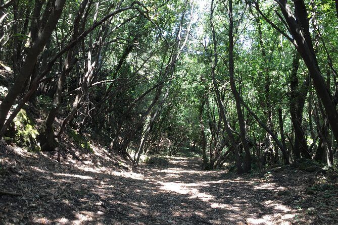 Etna Tour for Cruises (from the port of Catania) - The Sum Up