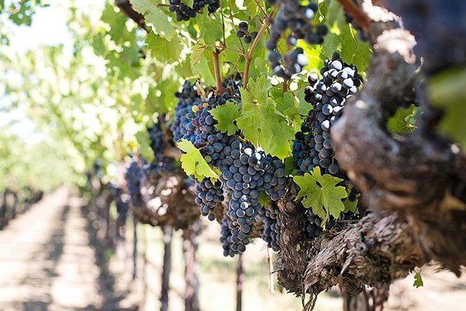 Etna trekking and wine tasting - Key Points