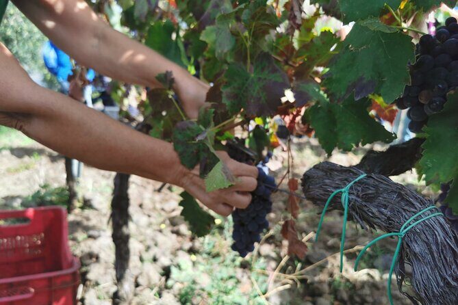 Etna Wine And Taormina From Messina - What Travelers Say: Authentic Perspectives