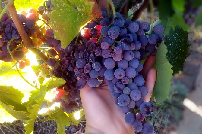 Etna Wineries Tour - Small Groups from Taormina - FAQs