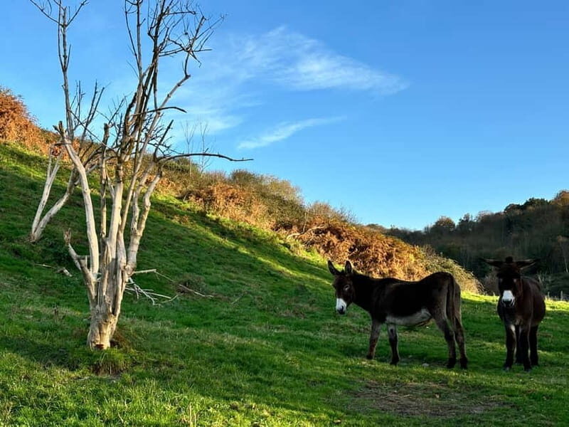 Étretat: Explore the mythical cliffs of Étretat! - Who Will Love This Tour?