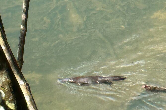 Eungella Platypus Tour - FAQ