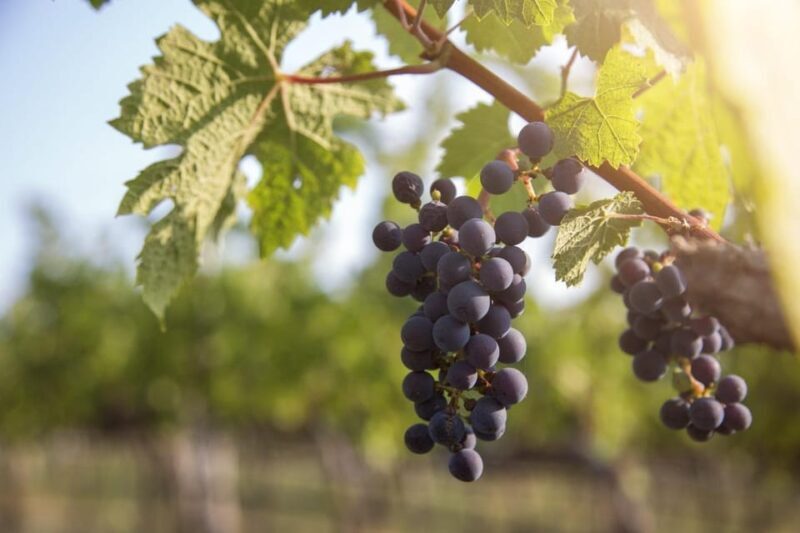 Evening of Wine and Scenic Views in Skiathos - The Full Experience: What to Expect from the Tour