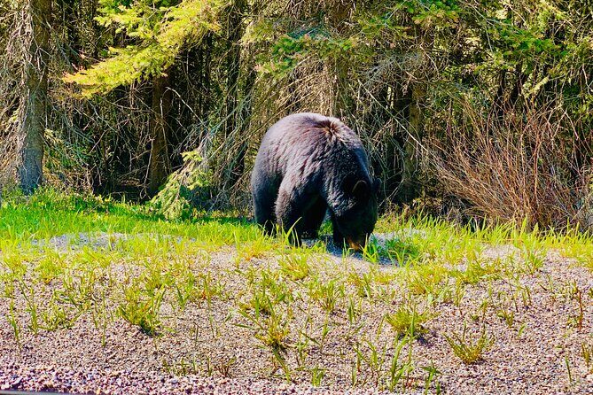 Evening Private Tour Best of Banff Wildlife - The Experience in Detail