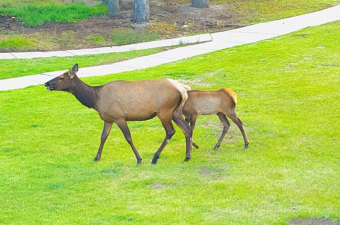 Evening Private Tour Best of Banff Wildlife - The Sum Up