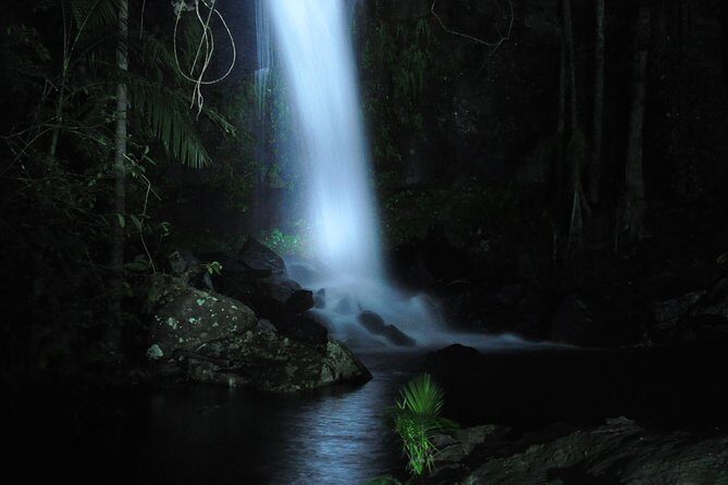 Evening Rainforest & Glow Worm Tour from Gold Coast - What to Expect from This Nighttime Adventure