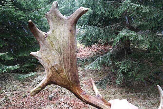 Evening Wildlife Safari with Campfire Dinner from Stockholm - The Essence of the Tour: A Night in Nature