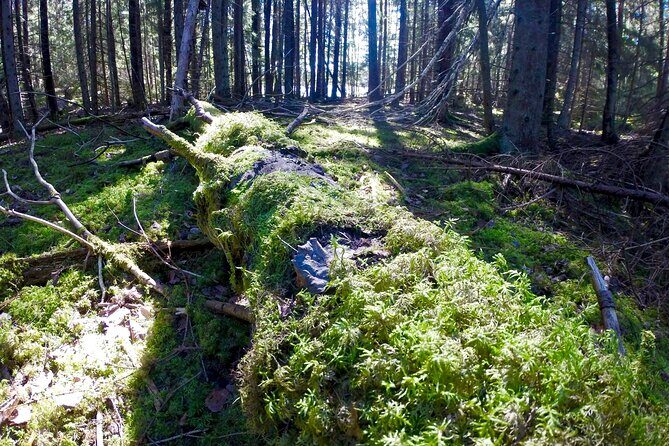 Evening Wildlife Safari with Campfire Dinner from Stockholm - Additional Details That Make a Difference