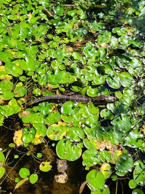 Everglades: boat tour with transportation& entrance included - Final Thoughts