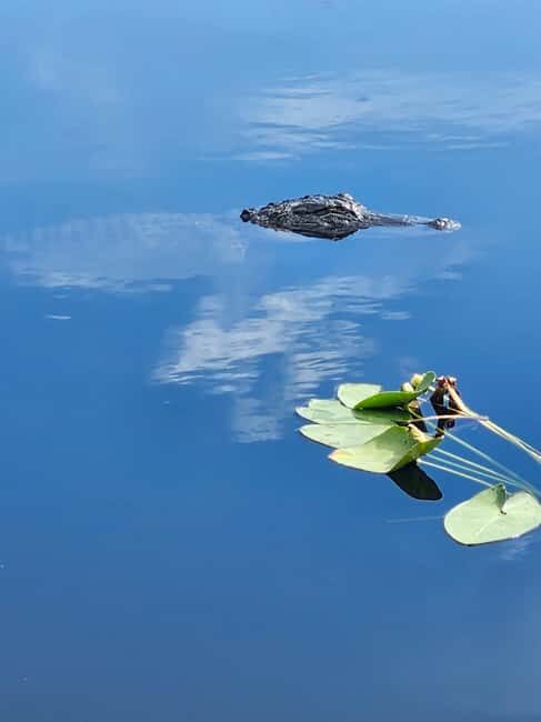 Everglades Eco Airboat Tour small group & top transportation - Key Points  