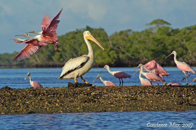 Everglades Manatee, Dolphin and Birding Boat Tour (2 hours) - FAQ