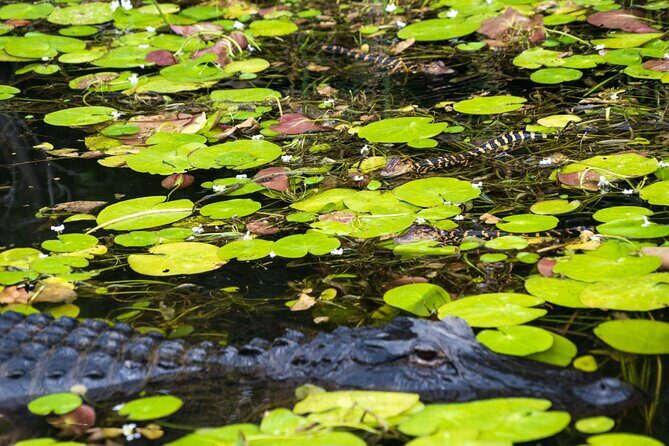 Everglades Park From Fort Lauderdale Round-trip Transportation - The Sum Up: Is It Worth It?
