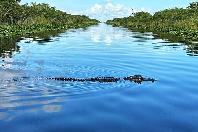 Everglades Tour from Miami with Transportation - Value for Money