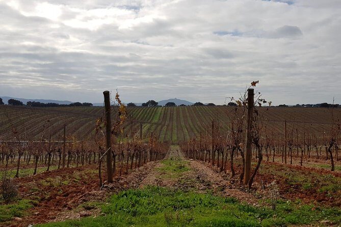 Évora Private Tour - Cork Factory Visit & Wine Tasting Included - Final Thoughts: Who Is This Tour For?