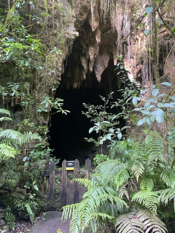 Ex Auckland Spellbound Glowworm & Cave Explorer Private Tour - Final Thoughts