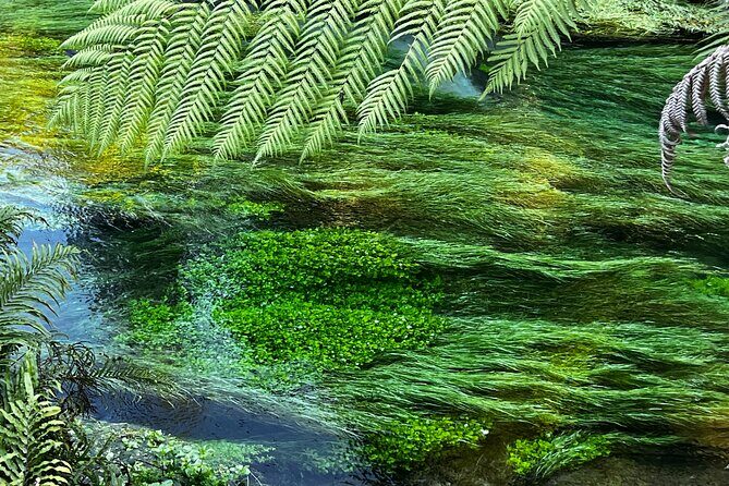 Ex Hamilton: TRIPLE DEAL Wai O Tapu, Redwood Forest & Blue Spring - Detailed Breakdown of the Itinerary