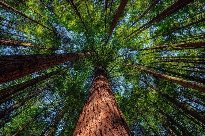 Exclusive Day Trip from Te Puia to Wine Tasting and Redwoods - FAQ