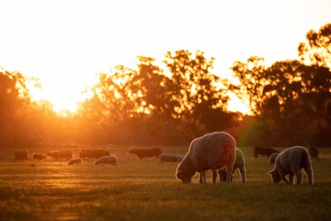 Exclusive Farm Experience - A Closer Look at Warrawindis Farm Experience