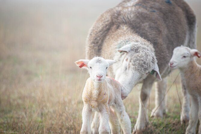 Exclusive Farm Experience - Practical Details & Tips