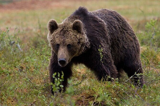 Exclusive Locations Private Bear Viewing - Exclusive Locations Private Bear Viewing Review