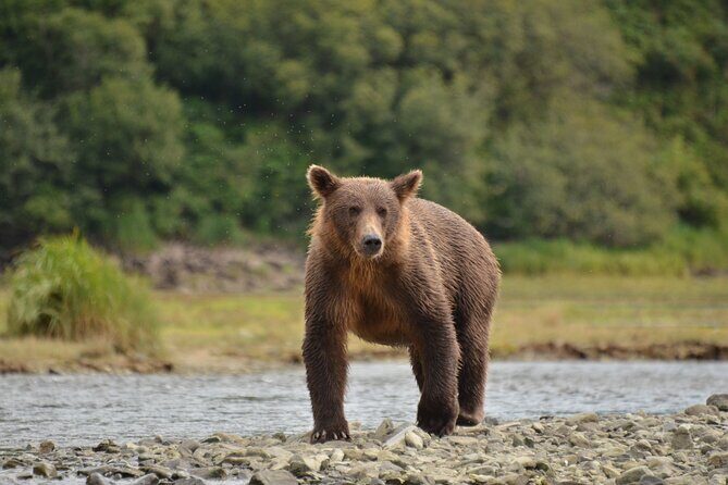 Exclusive Locations Private Bear Viewing - The Full Experience: In-Depth Review