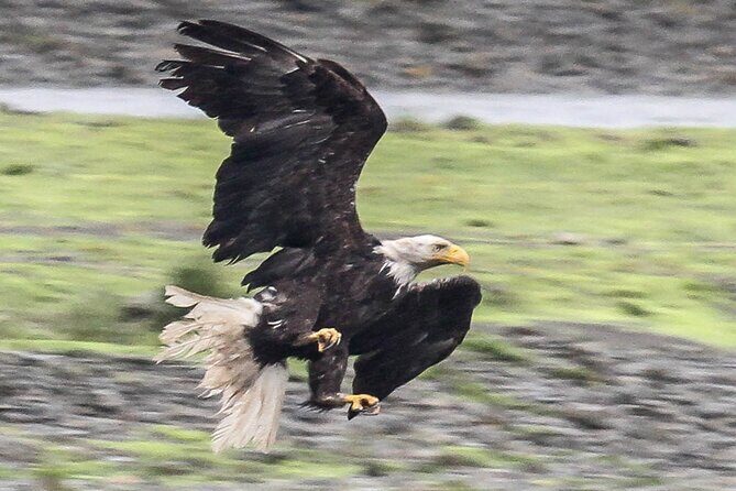 Exclusive Locations Private Bear Viewing - FAQ