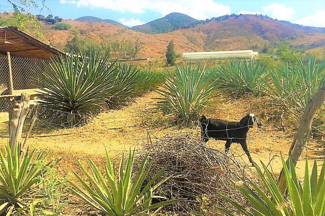 Exclusive Private Tour: Hierve el Agua with Hike, Mezcal & Gastronomy - FAQ Section