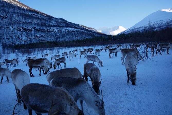 Exclusive Reindeers Experience in small groups, Tromso - Authenticity and Cultural Value