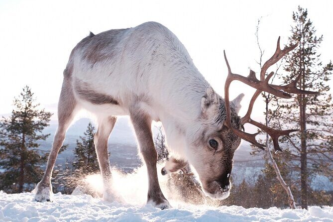 Exclusive Reindeers Experience in small groups, Tromso - FAQ